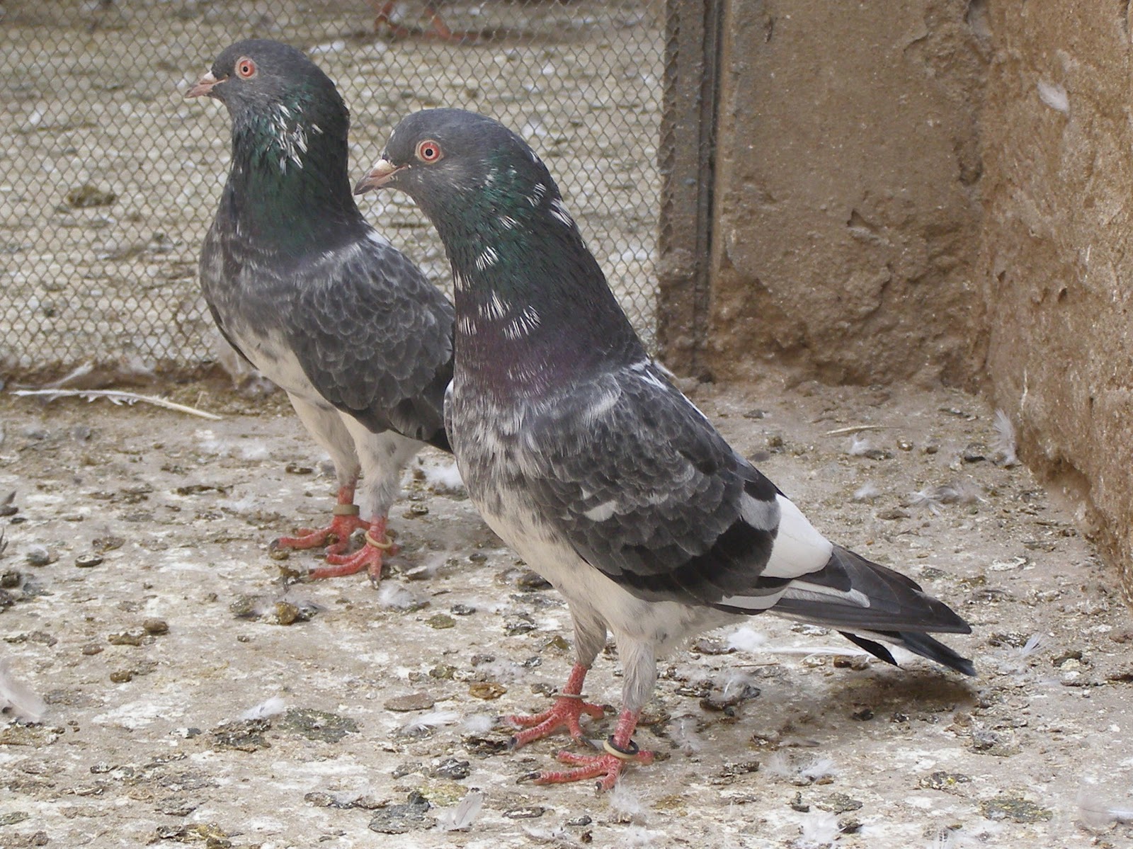 Pakistani Tipplers (Kabootar Baaz) | UK & USA Pigeons | Fancy Pigeons ...