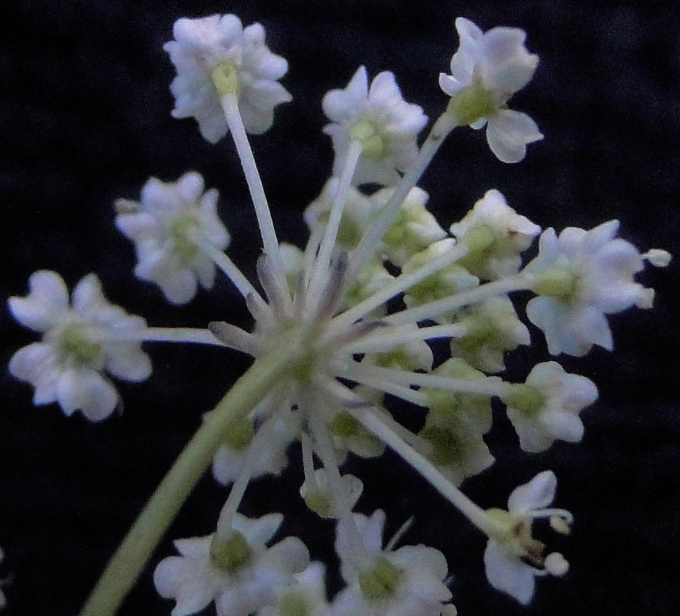 Slatsz' Wildflower Walks 2012 - two: July 17, 2012 - white knapweed ...