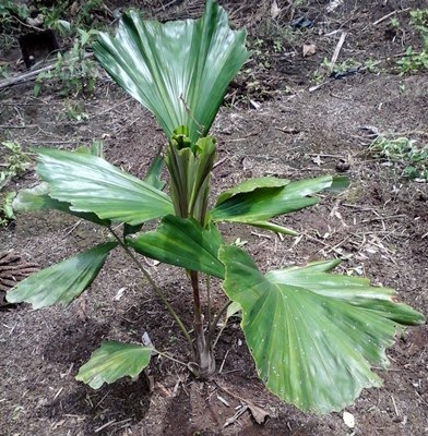 Budidaya Aren : Aren Dari A Sampai Z Dalam Foto