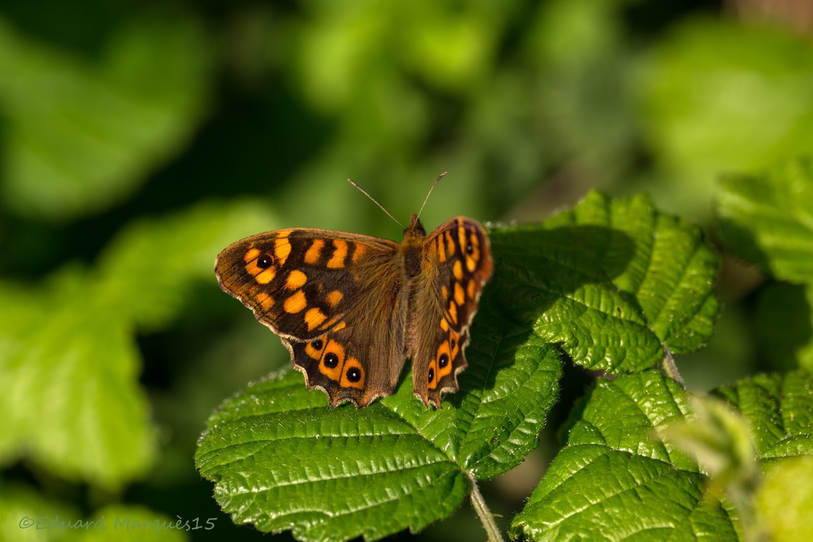 Fotografia Nocturna de l'Empordà: "Papalotl" i Visca la diversitat!