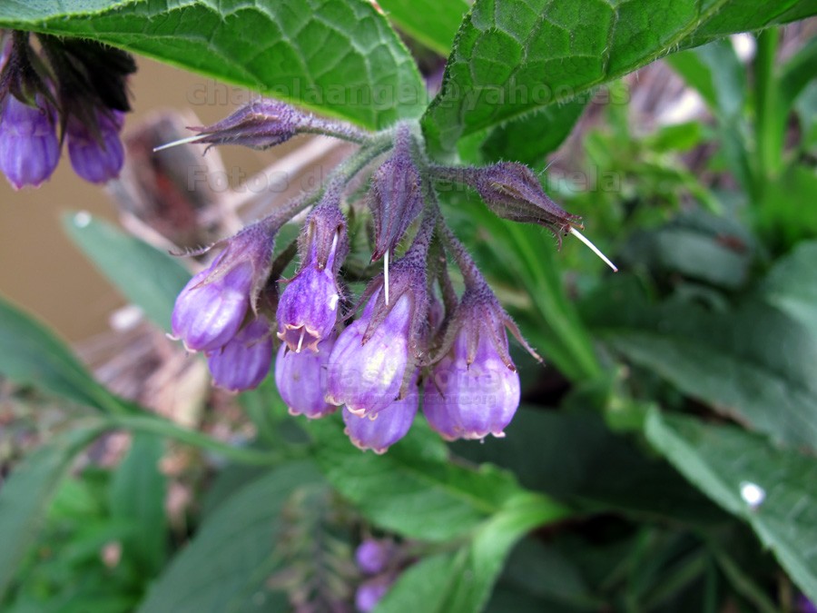 Flora medicinal, alimenticia y artesanal de la Ribera Navarra ...