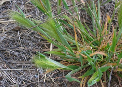 Nature Abhors a Garden: Red Three Awn Grass