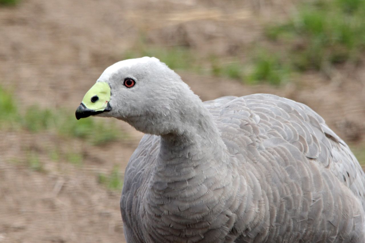 Pete's Flap Birding Aus: One of the World's Rarest Geese (the Sheep Bird)
