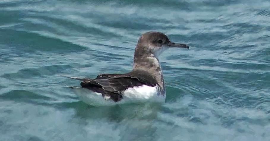 Tierra de gaviotas, chorlitos, gaviotines, frailecillos, alcas: Pardela ...