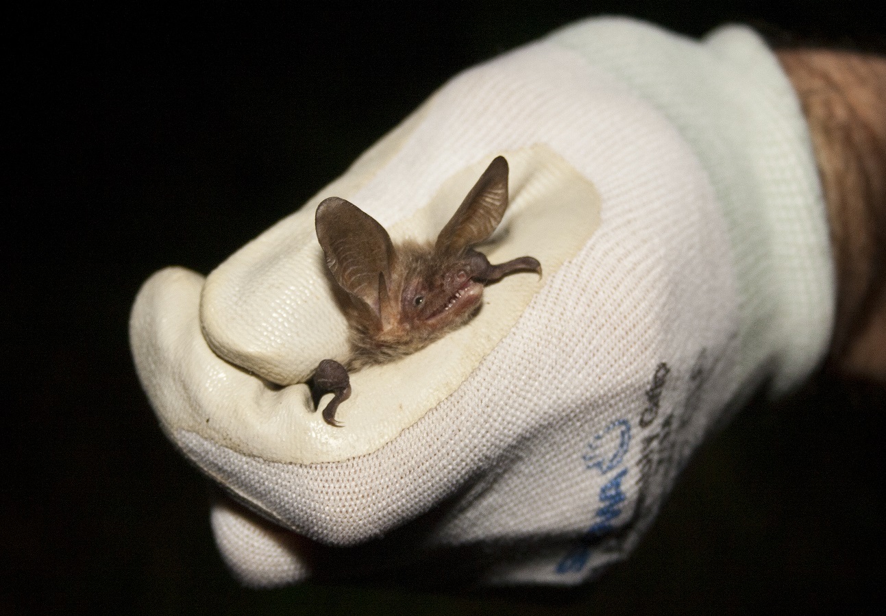 Biodiversity Gatwick: A very unexpected bat...