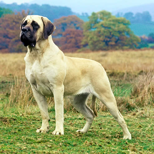 Working Dog Breeds Pictures and Information