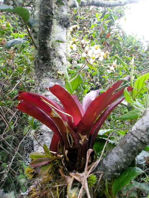 Backtoeden: Bromelia en Aliso (Alnus acuminata Kunth)