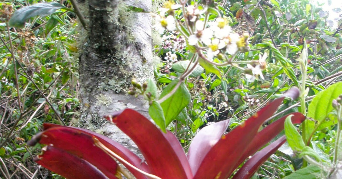 Backtoeden: Bromelia en Aliso (Alnus acuminata Kunth)