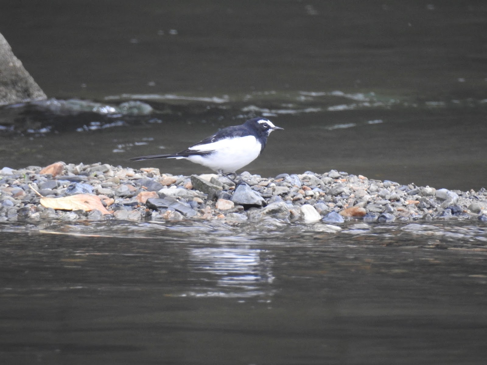 YOUNG BIRDER'S NOTES: BIRDING JAPAN: Kyoto and Surrounds