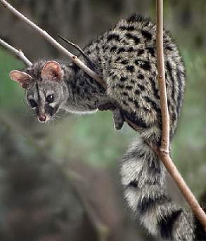 La Chachipedia: La Gineta. La Jineta. Genetta genetta.