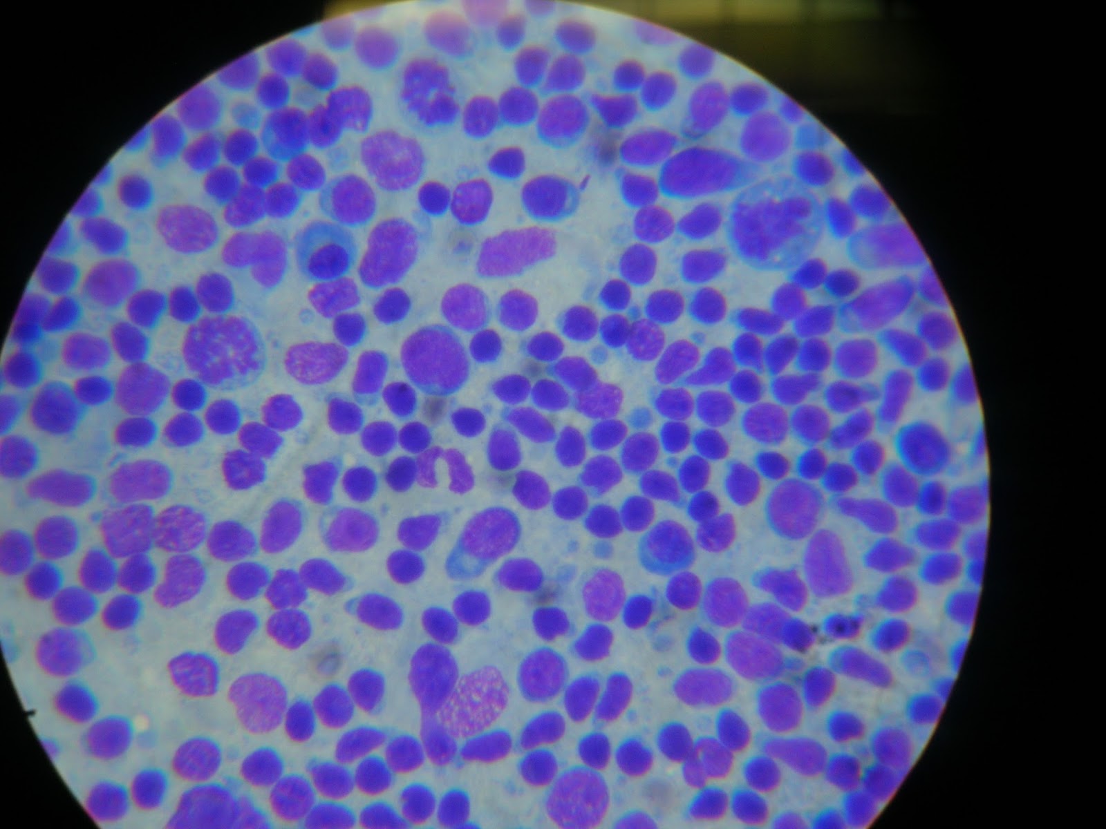 Citologjia (cytology)