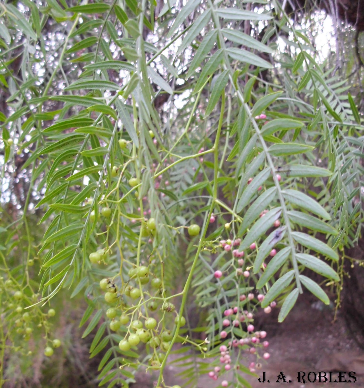 Silencio verde, la vida...: Schinus molle (falso pimentero)