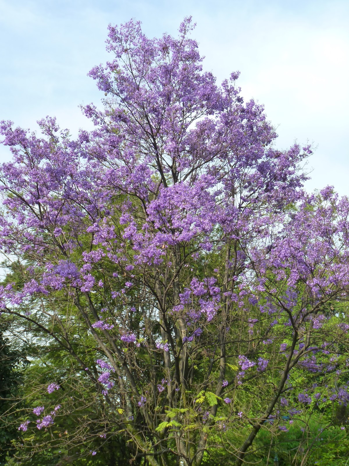 ARBORETUM: FEBRERO 2016, Gualanday