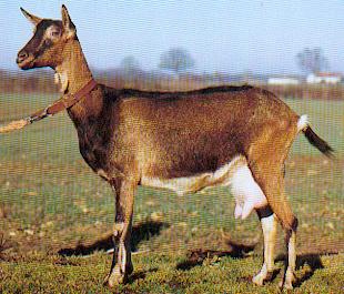 MUNDO CAPRINO: RAZAS DE CABRAS