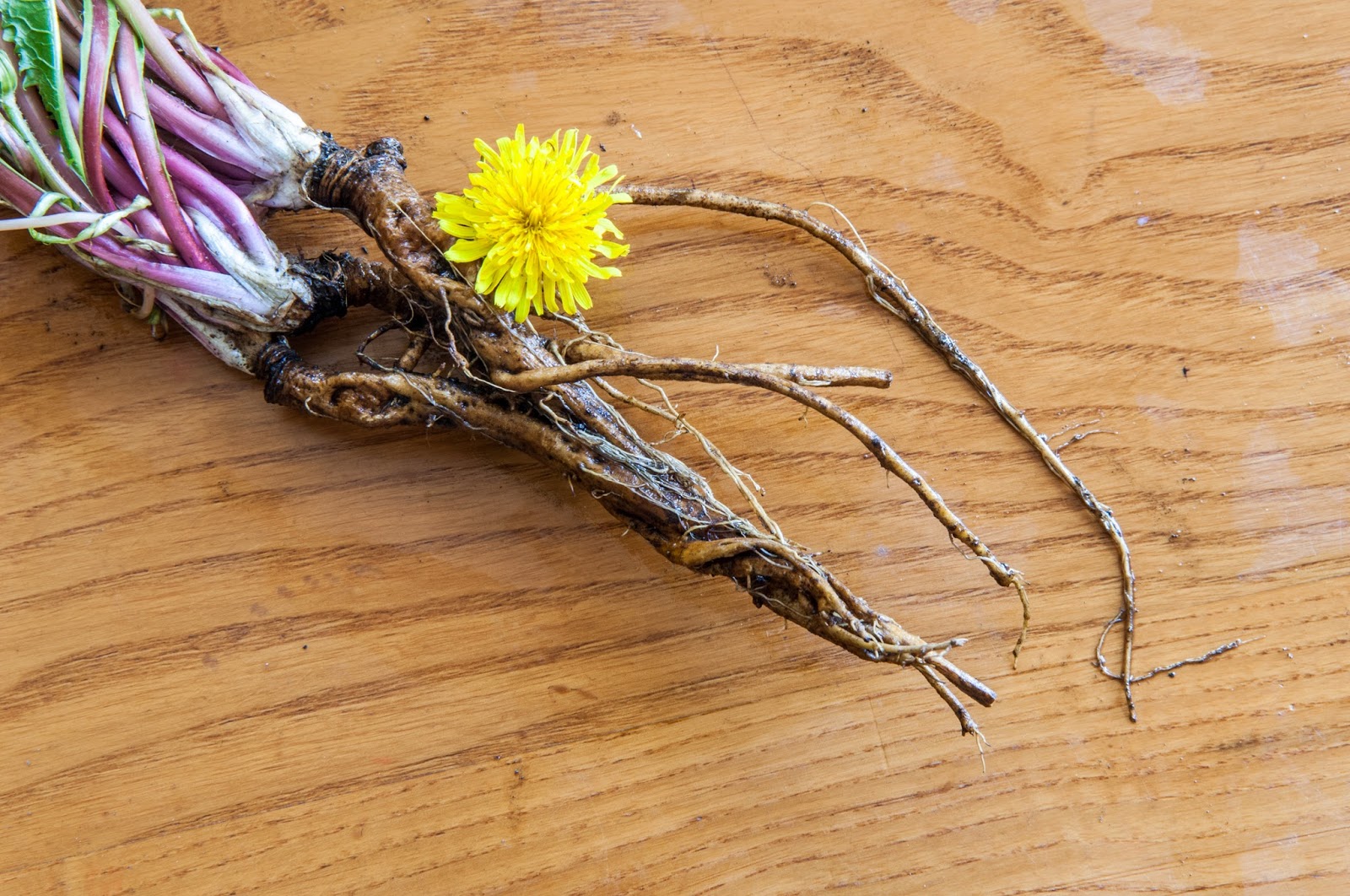 Dandelion With Taproot