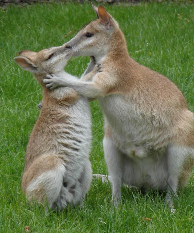Welkom op Loekje 19: Jonge Dieren (Juni 2012)