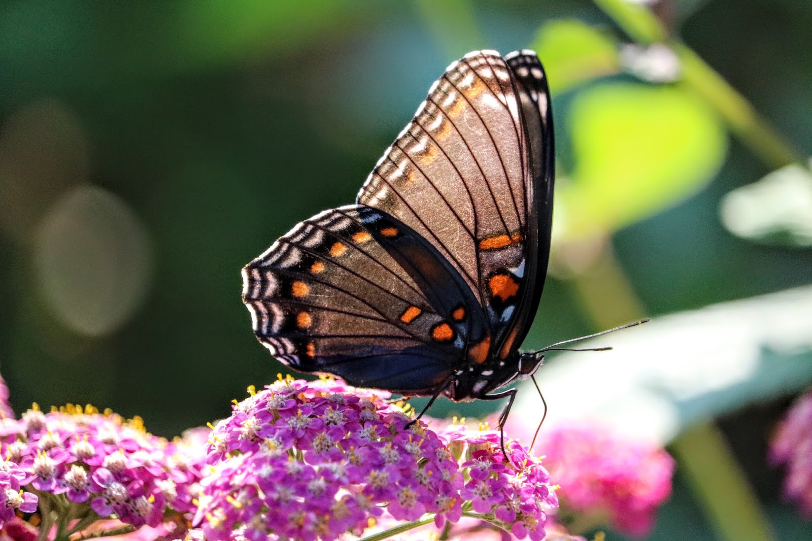 Red-spotted purple (limenitis arthemis astyanax) - Butterfly