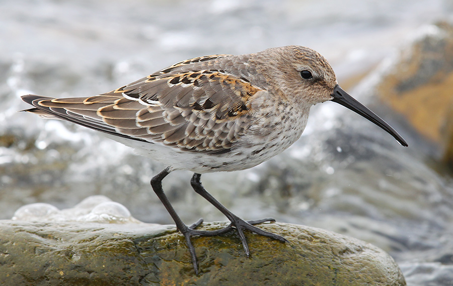 The Bruce Mactavish Newfoundland Birding Blog: A few Common Shorebird ...
