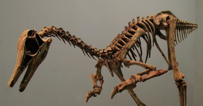 Raptormaniacs: On the Road to All Thumbs: Bannykus and Xiyunykus