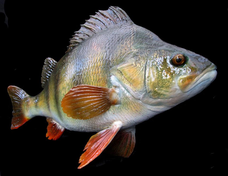 Fish Recreations Confirmed for GAC Open Weekend September 2012!