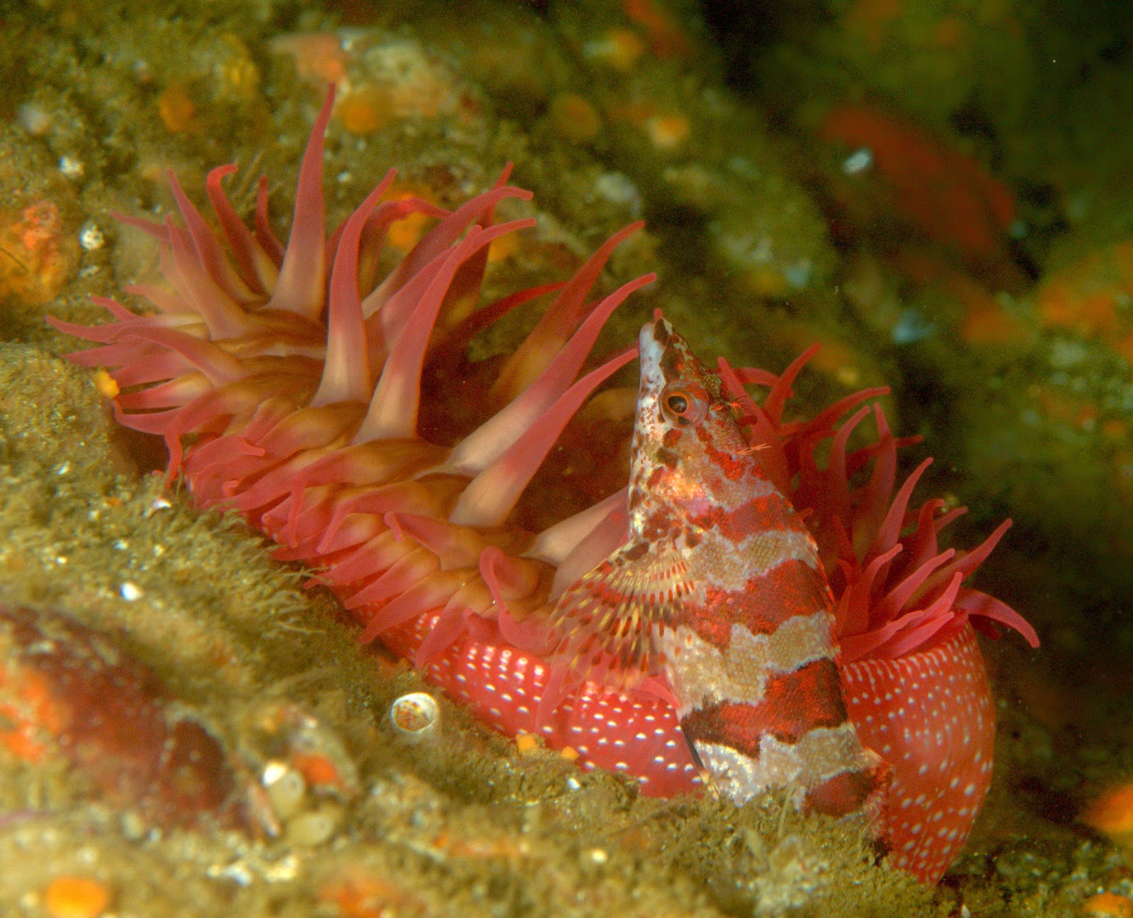 under pressure world: Painted Greenling on White-spotted Rose Anemone ...