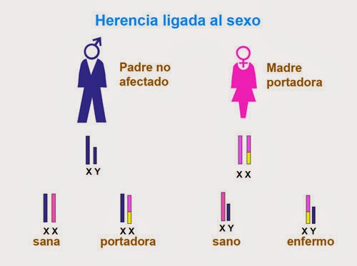 Mapa Conceptual De Cromosoma Porn Sex Picture