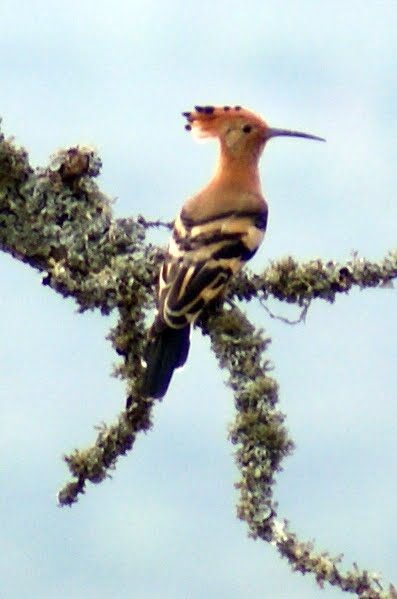 bertinafrika: Blue-crested Hoopoe