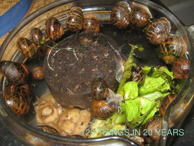 120 things in 20 years: Snail farming - sophisticated snail breeding ...