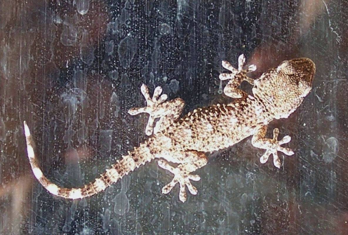 The Mill: il piccolo Geco