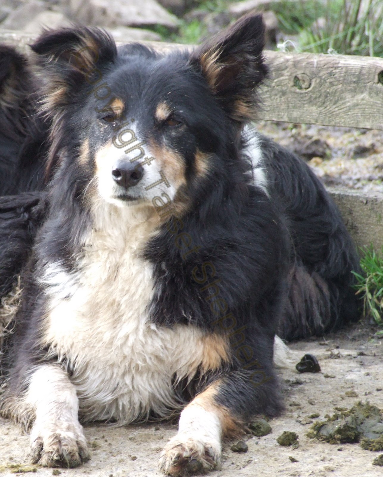 Himalayan Sheepdog - JungleKey.in Image