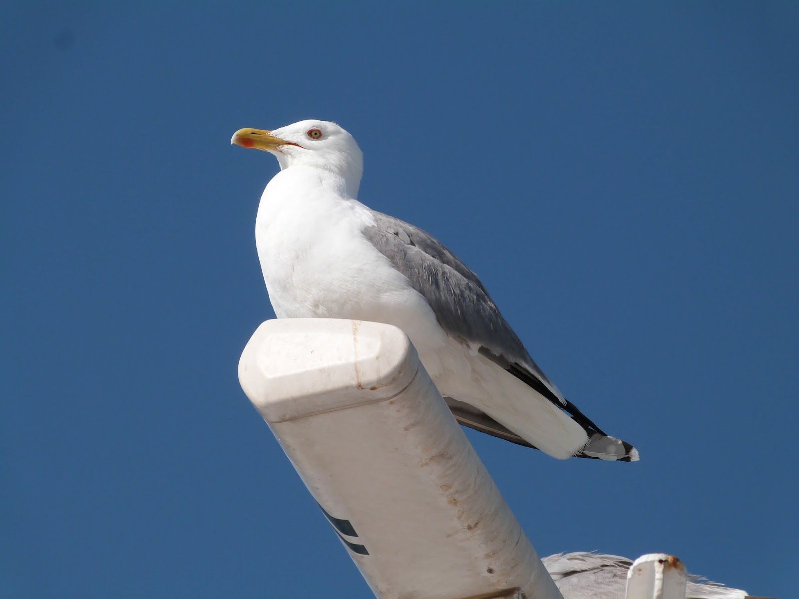 Frumusetile naturii: Pescarusul cu picioare galbene (Larus michahellis)