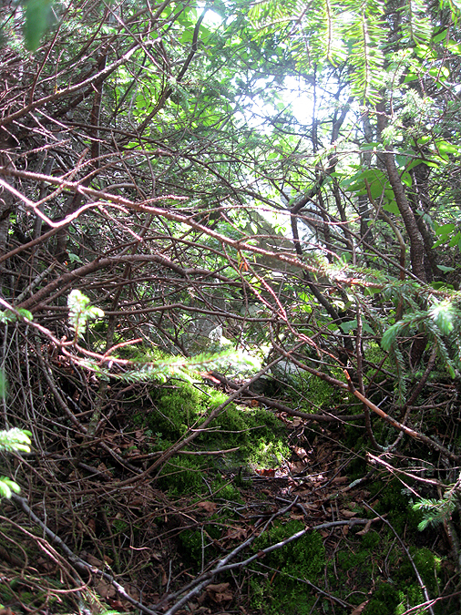 Hiking in the White Mountains: The Abandoned Adams Slide Trail