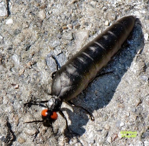 Biodiversidad Costa Granadina y ... (Fauna): Aceitera real ...