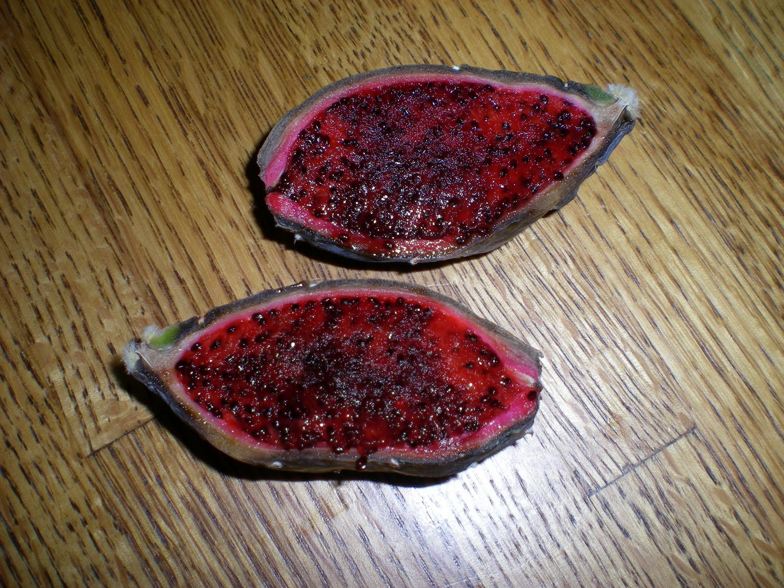 Practical Biology: science for everyone: Saguaro natural history and ...