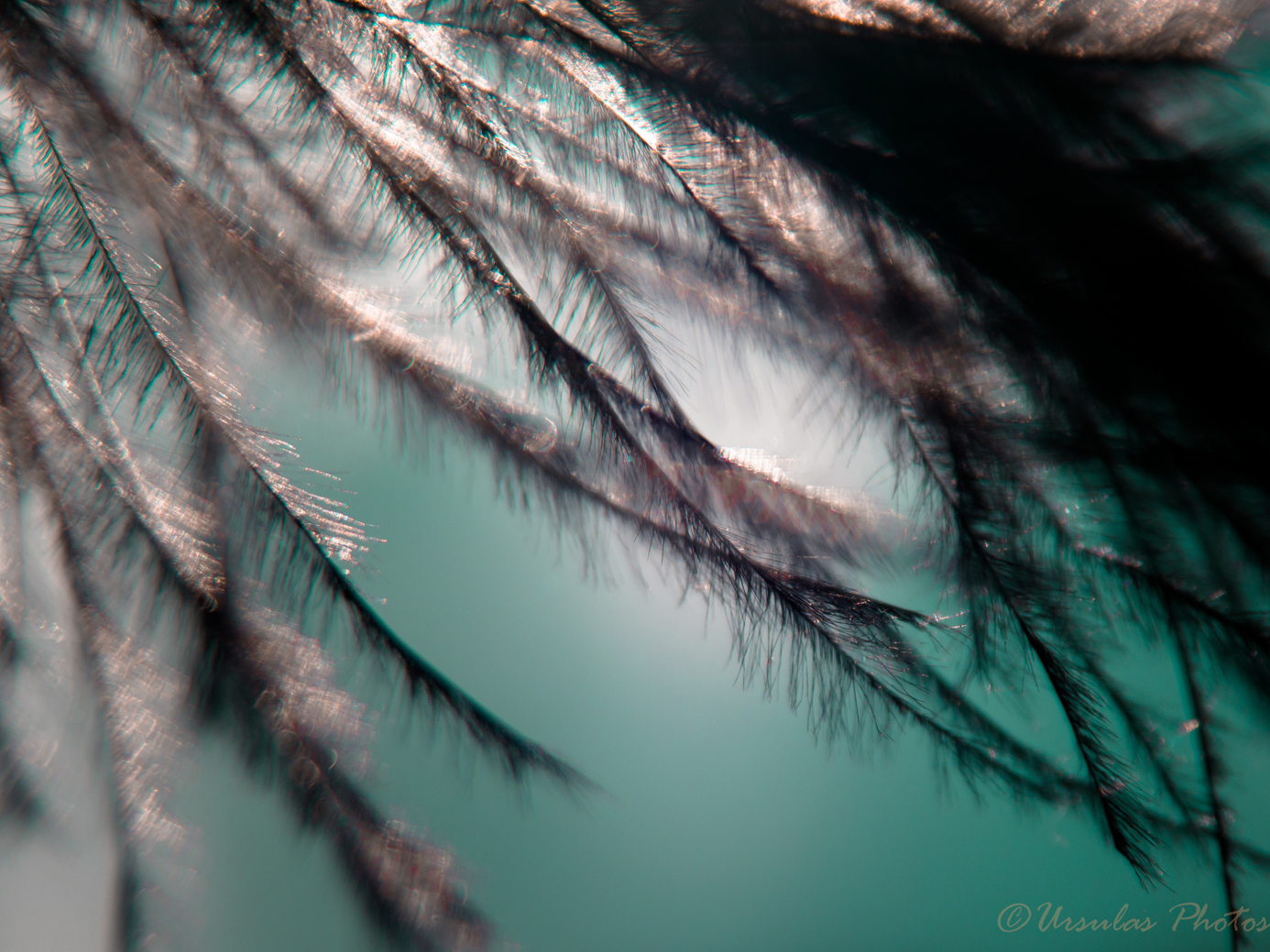 Garten Bilder: Die Federn