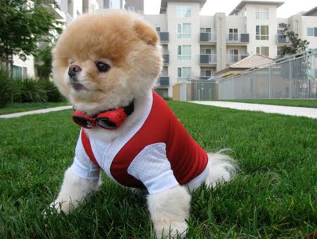 Boo, Anjing Pomerian terlucu di dunia ~ Blogger Creativitas