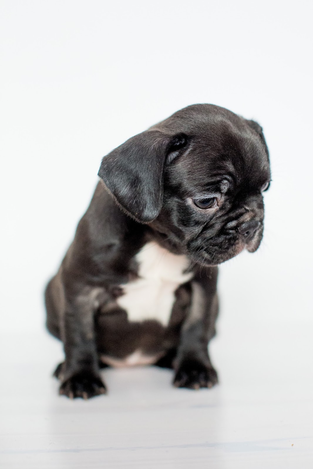 Buldogi Francuskie Hodowla by Paulina Więcek: listopada 2016