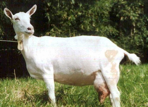 Canequinha de Leite: Leite de Cabra