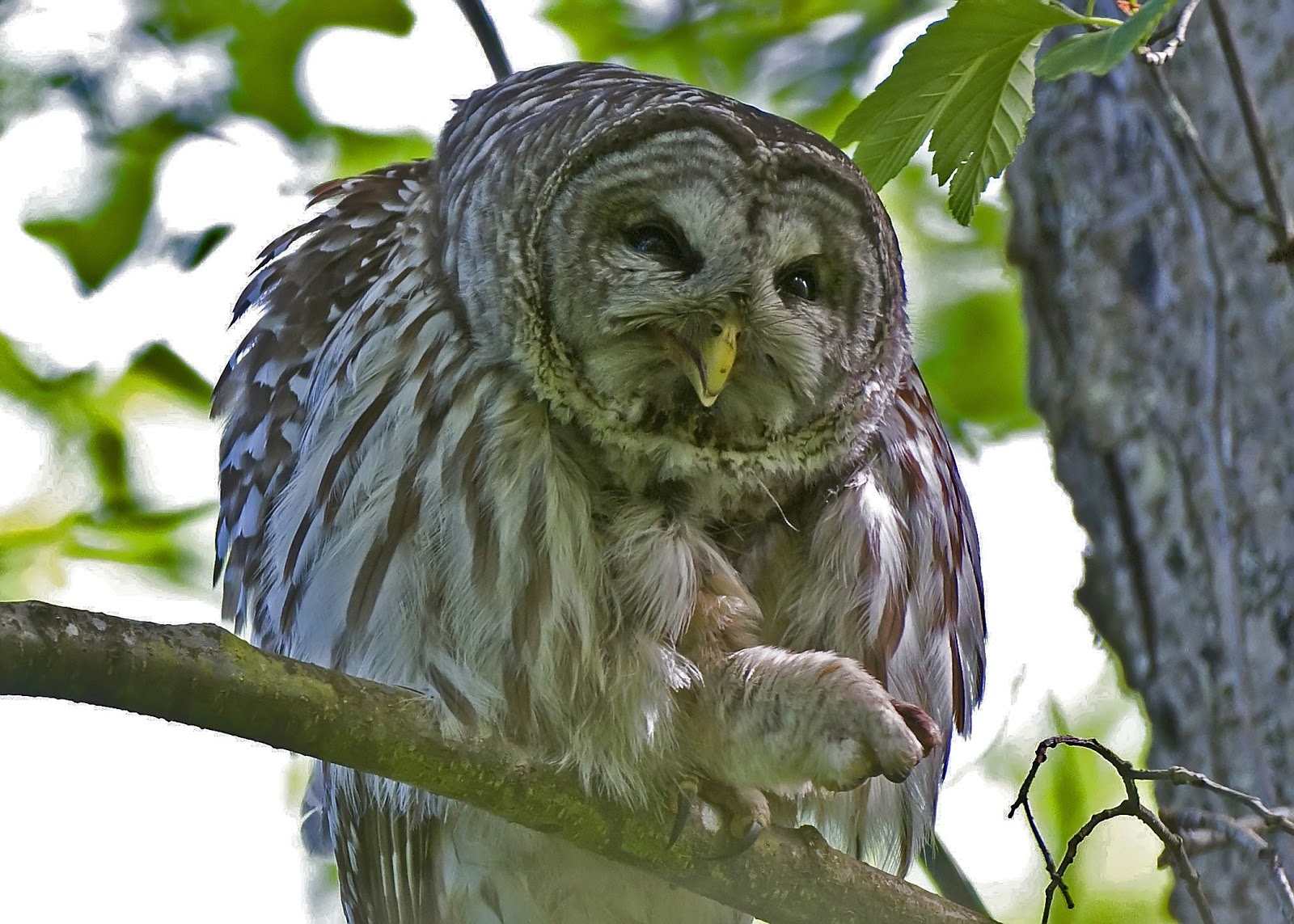 Shoreline Area News: For the Birds: Barred Owl- fierce protector of its ...