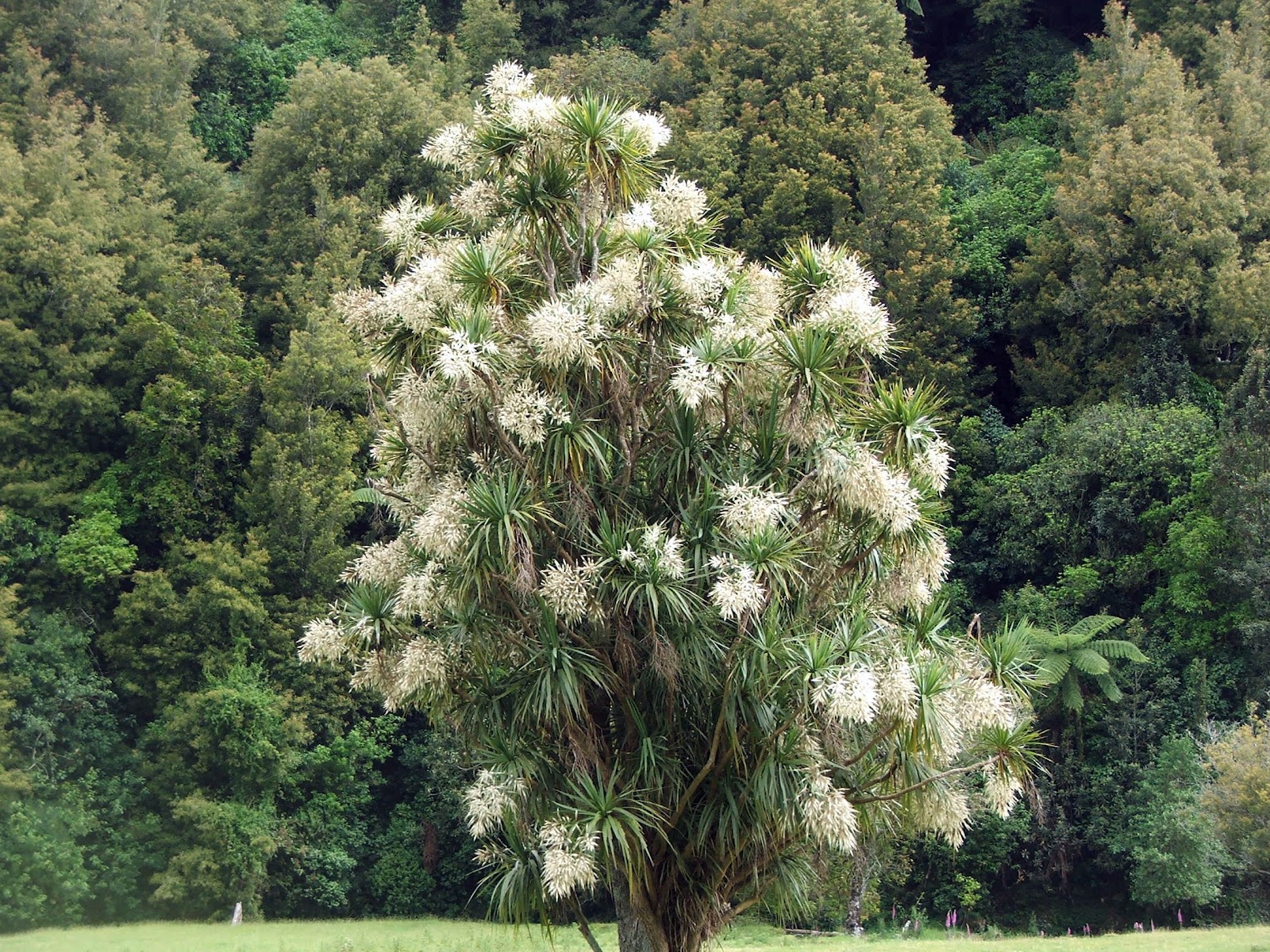 Picture Blocks: nz cabbage tree