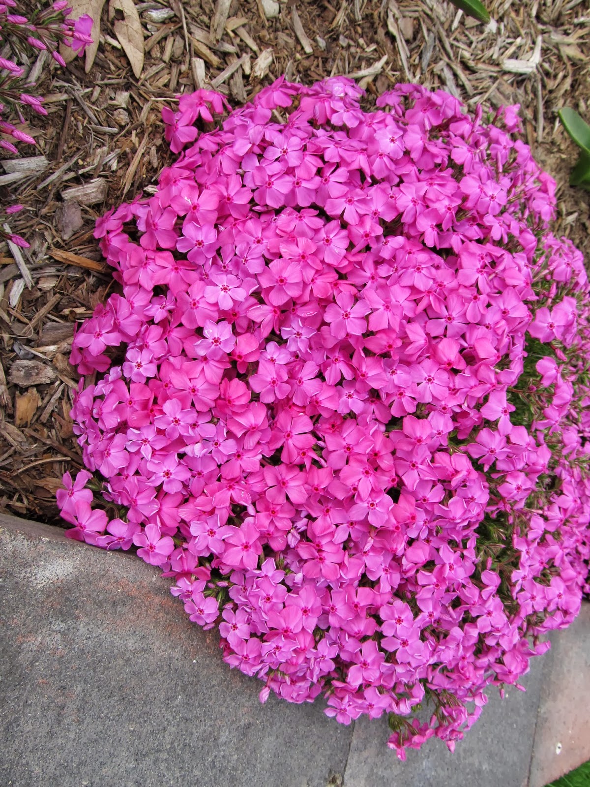 Designing Dreams on a Dime: Spring Blooms