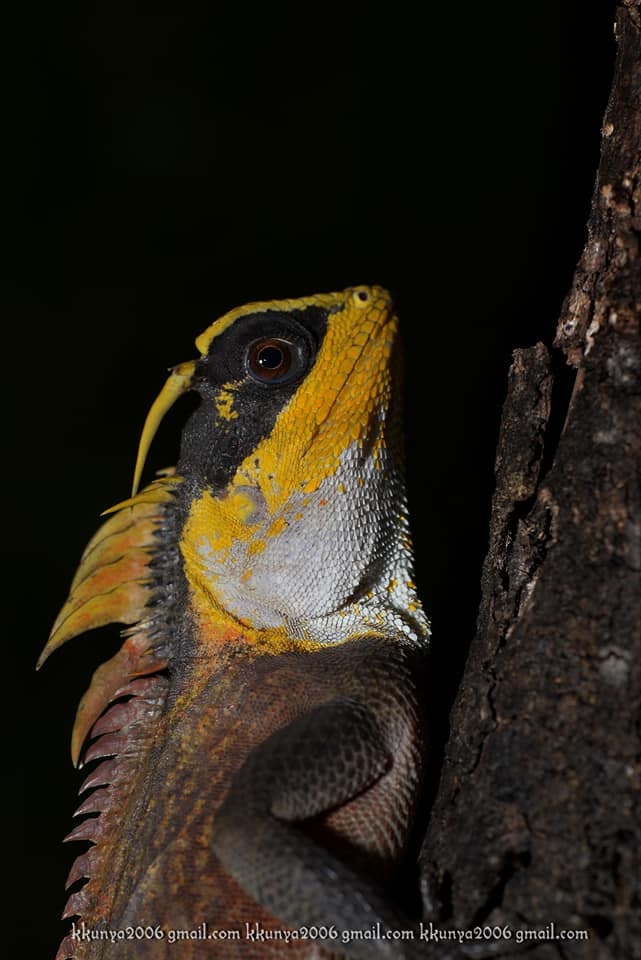 Species New to Science: [Herpetology • 2020] Acanthosaura ...