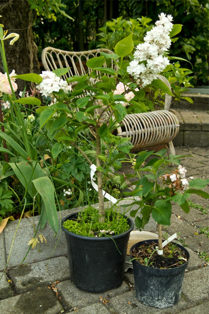 My loving home and garden: VILD med syrener