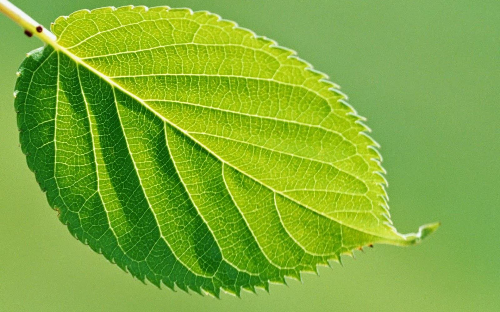 Grupos Vegetais: : Gimnospermas, Angiospermas, Flor, Fruto e Semente