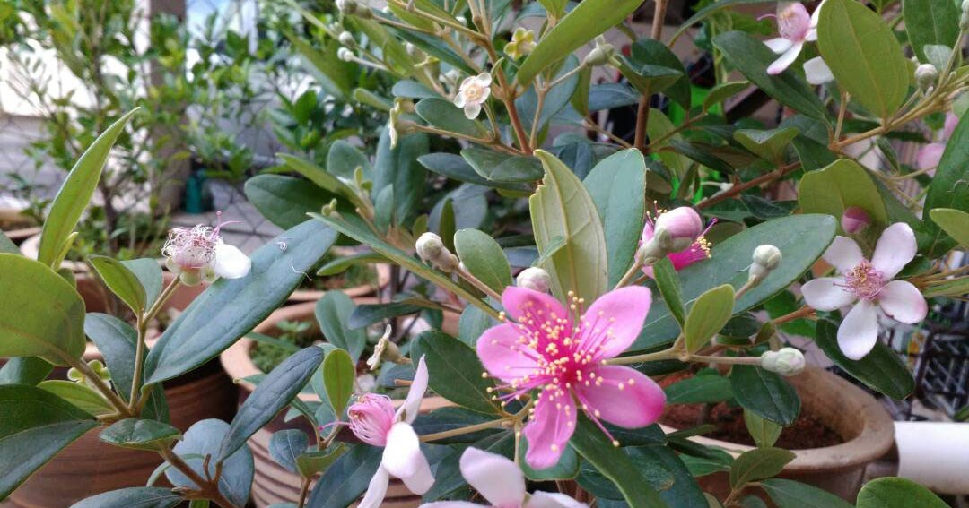 Pokok Kemunting Menggamit Kenangan Zaman Kanak-Kanak - Rozi Talib