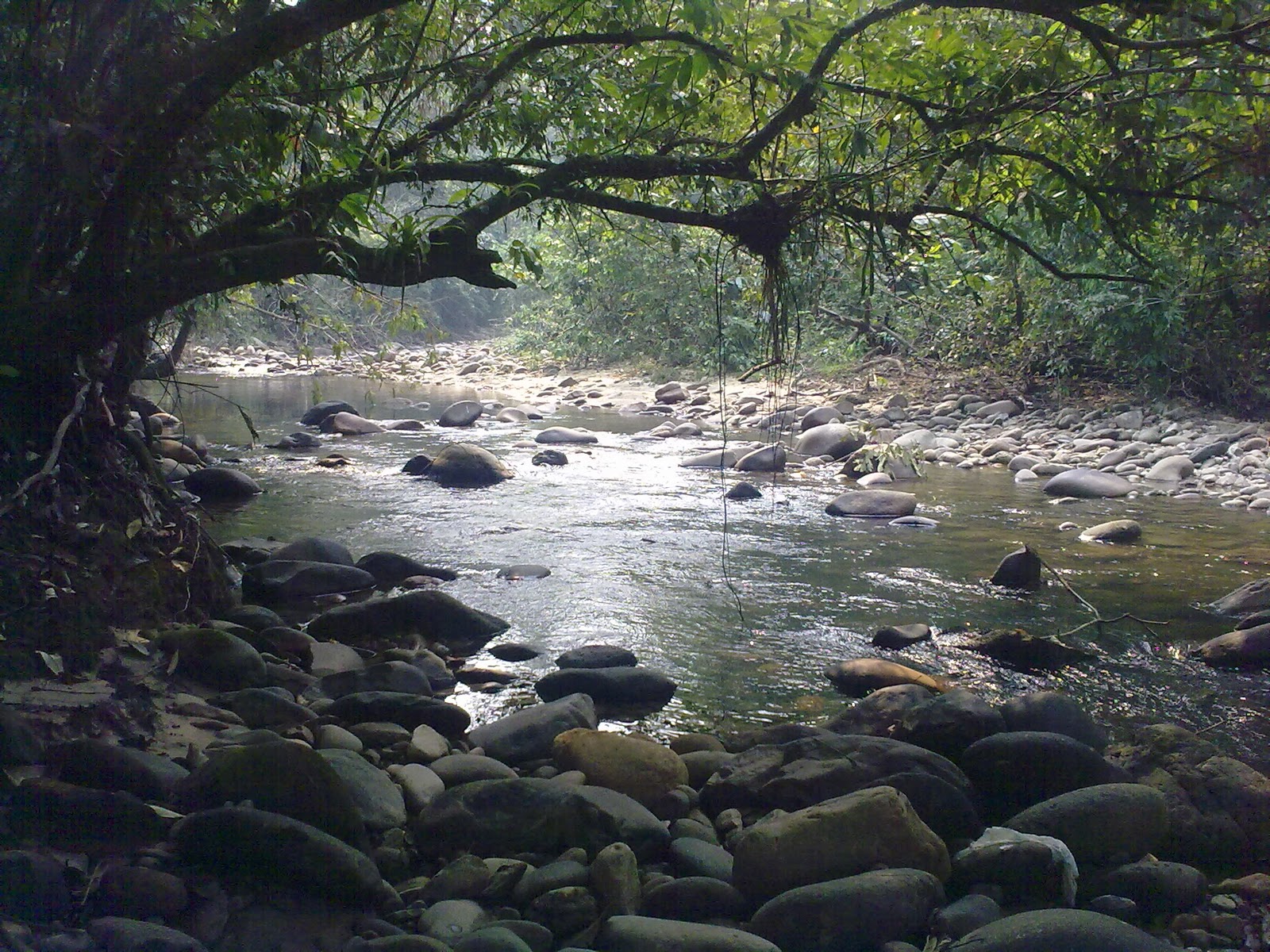 Caronte Revista Digital: El Chapare, naturaleza hasta donde acaba el ...