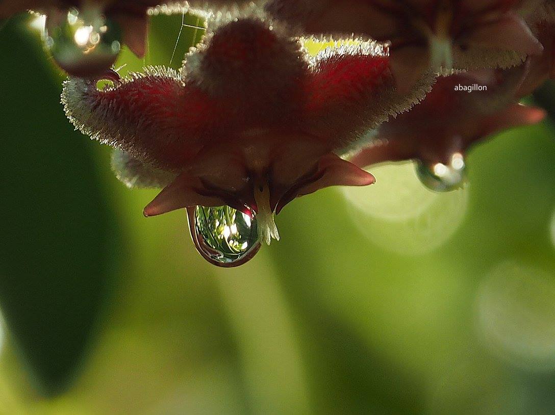 Pure Oxygen Generators: February 2016