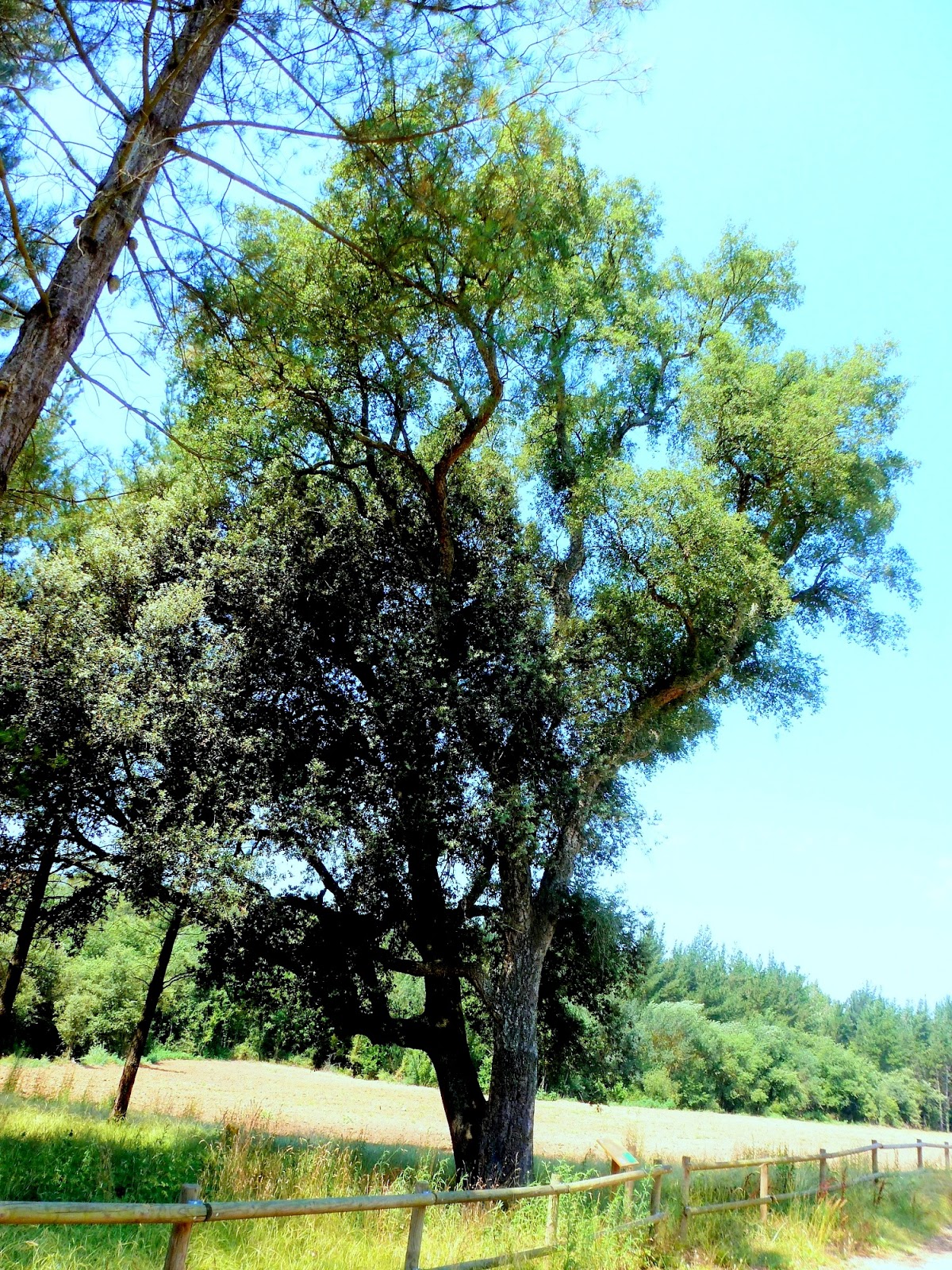 Árboles con alma: Alcornoque. Alzina surera (Quercus suber)