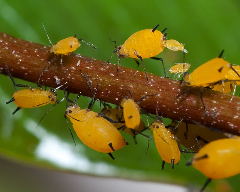 Zen Through a Lens: Aphis Nerii and I