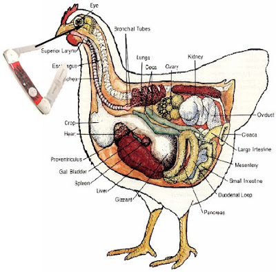 DOKTER HEWAN: Anatomi Ayam